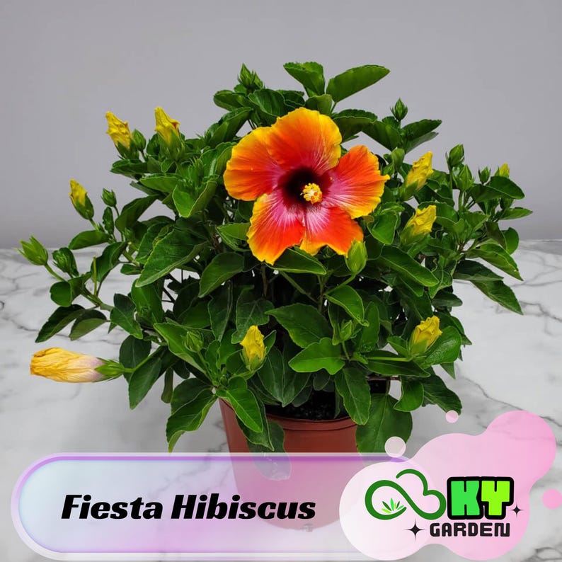 Fiesta Hibiscus Seeds Perennial Edible, Cold Resistant, Showy Flowers, Attracts Pollinators ...