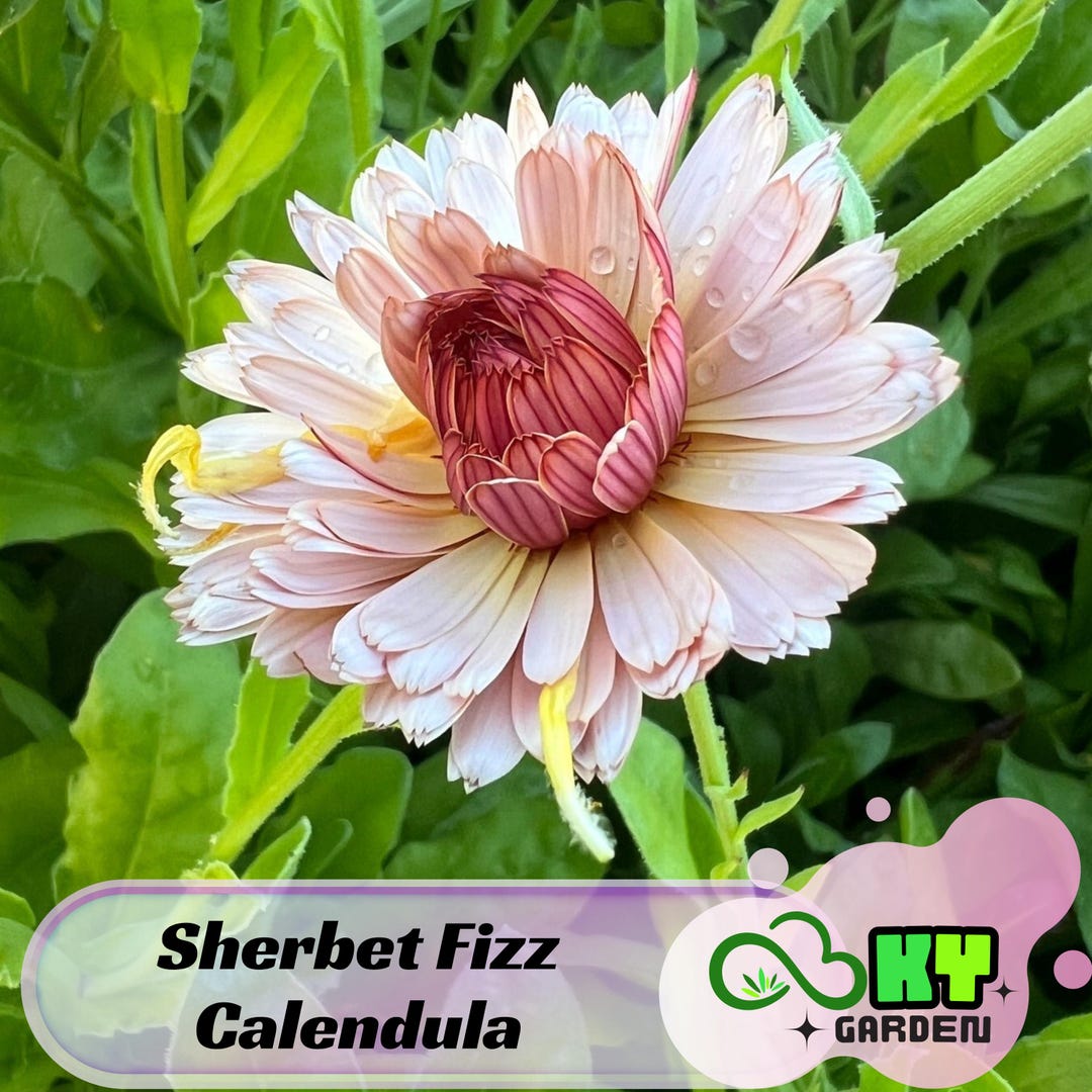 Sherbet Fizz Calendula Seeds - Edible, Attracts Pollinators, Drought ...