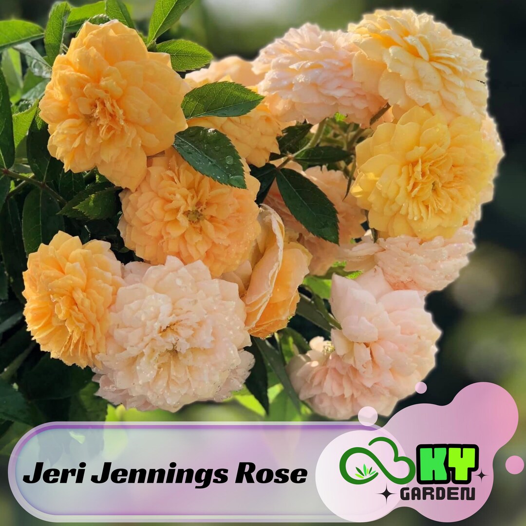 15s|jeri Jennings Rose Seeds - Perennial, Open-pollinating, Deciduous ...