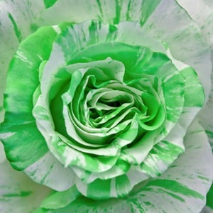 15s|green and White Striped Rose Seeds , Cold Resistant, Open ...