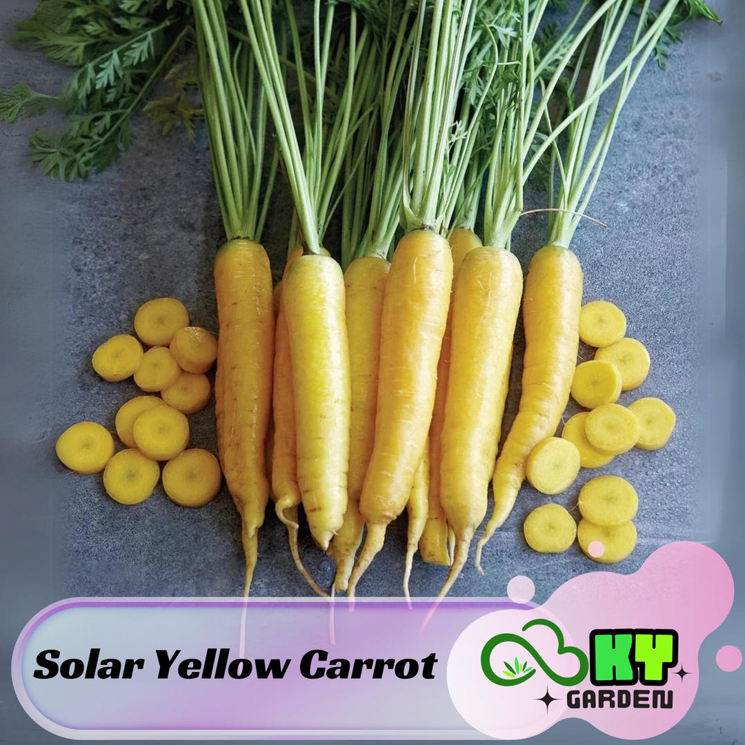 Solar Yellow Carrot Seeds - Biennial - Fast Growing, High Yield ...