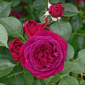 15s|celestial Night Floribunda Rose Seeds , Cold Resistant, Deciduous ...