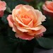 Anna's Promise Grandiflora Rose Seeds – Perennial, Cold Resistant ...