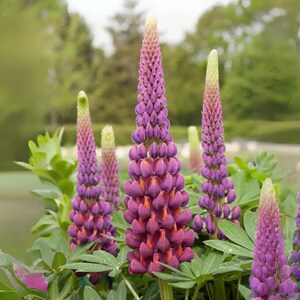 Masterpiece Lupine (lupinus ‘masterpiece’) Seeds - Fast Growing,drought ...