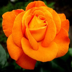 Orange Hybrid Tea Rose Seeds - Perennial, Open-pollinating, Deciduous ...