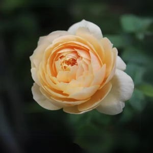 Judge the Obscure Rose Seeds - Perennial, Open-pollinating, Deciduous ...