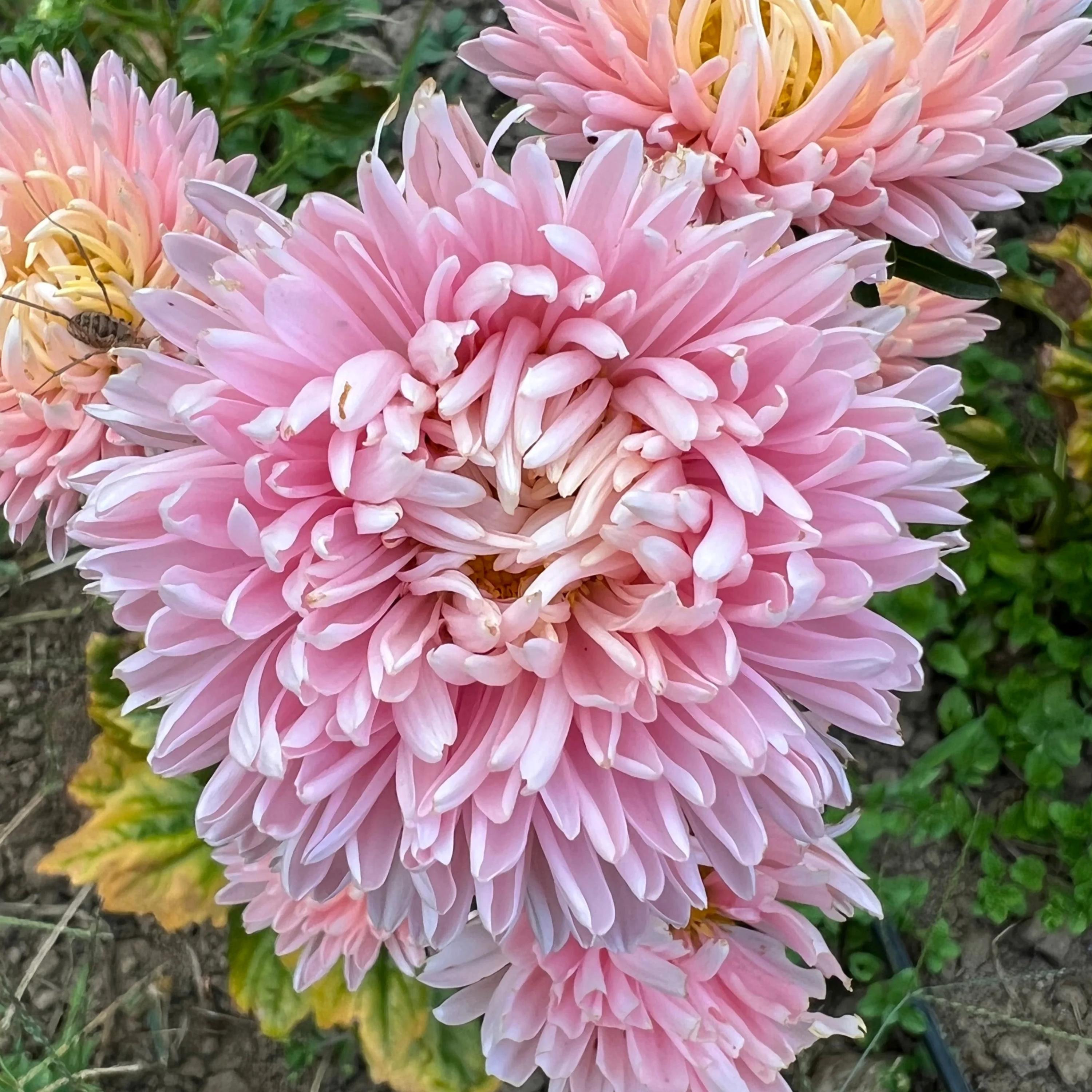 Tower Chamois - Aster Seeds - Annual, Soft Yellow Flowers,attracts ...