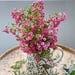 Mac Spice Rose Seeds - Perennial, Open-pollinating, Deciduous ...