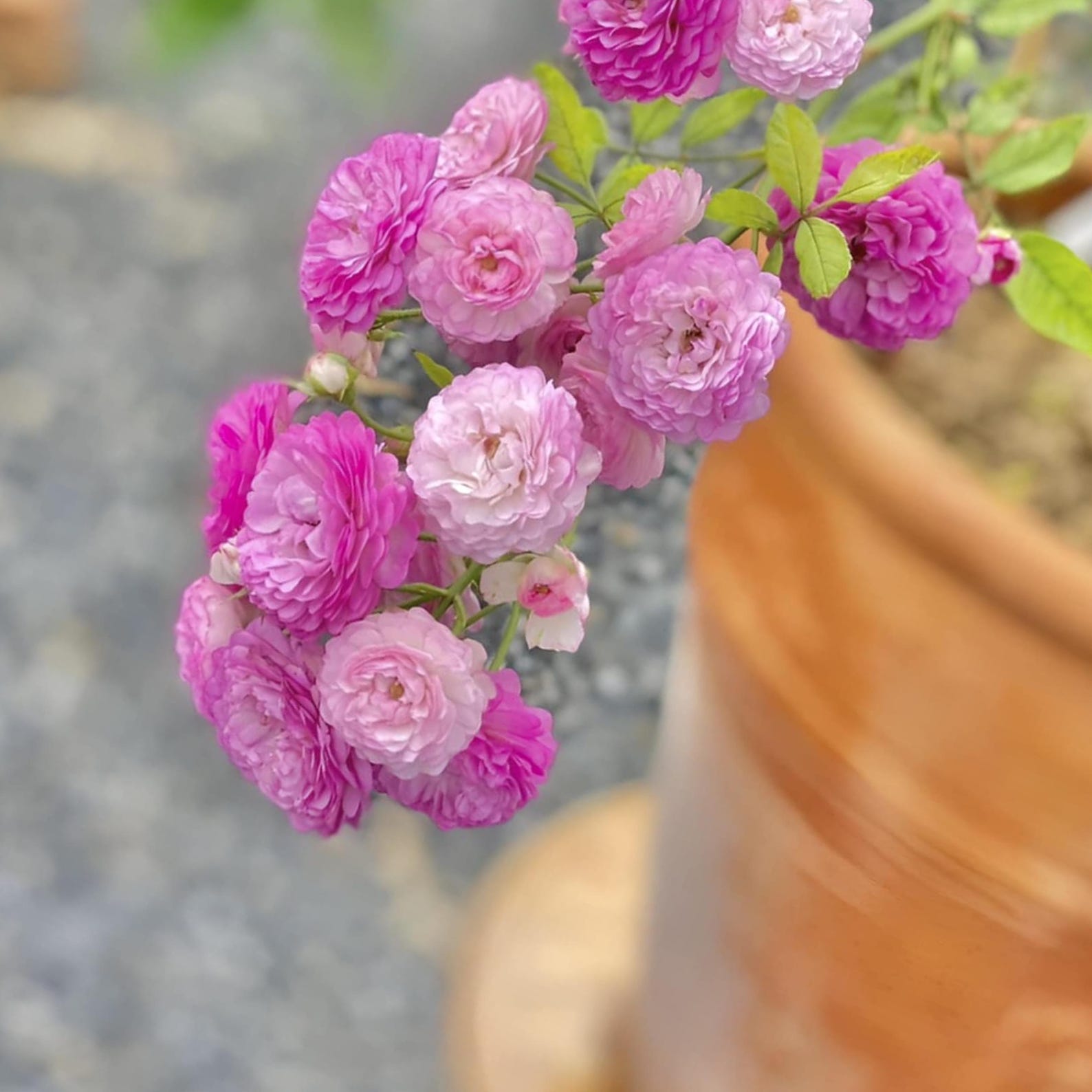 Vineyard Song Rose Seeds - Perennial, Open-pollinating, Deciduous ...
