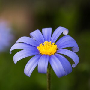 Blue Felicia Daisy Seeds - Showy Blooms, Attracts Pollinators, Drought ...
