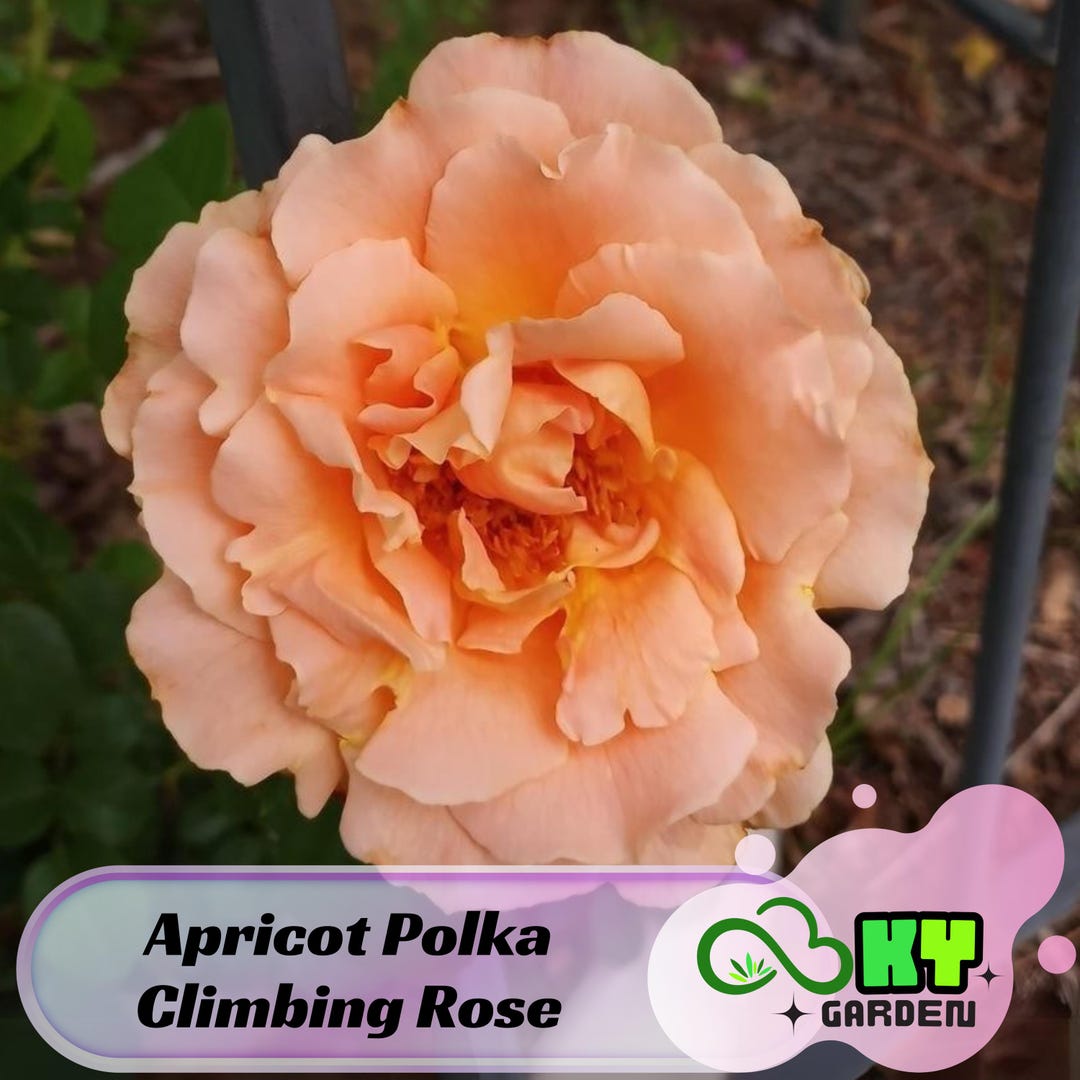 Apricot Polka Climbing Rose Seeds – Perennial, Cold Resistant, Open ...