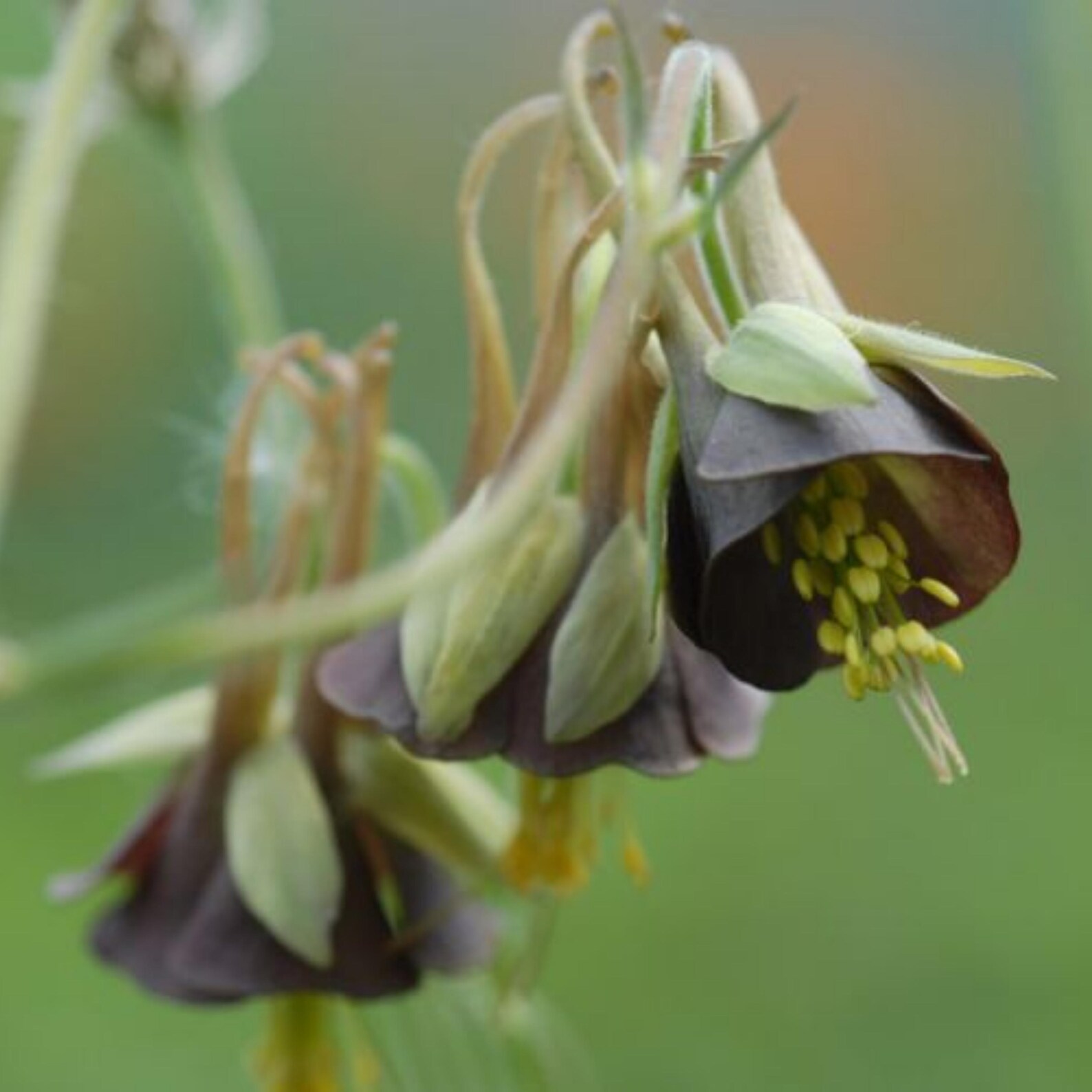 Chocolate Soldier' Columbine Seeds - Deciduous - Cold Resistant ...