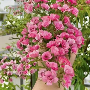 Mac Spice Rose Seeds - Perennial, Open-pollinating, Deciduous ...