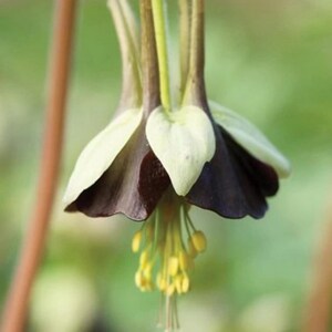 Chocolate Soldier' Columbine Seeds - Deciduous - Cold Resistant ...