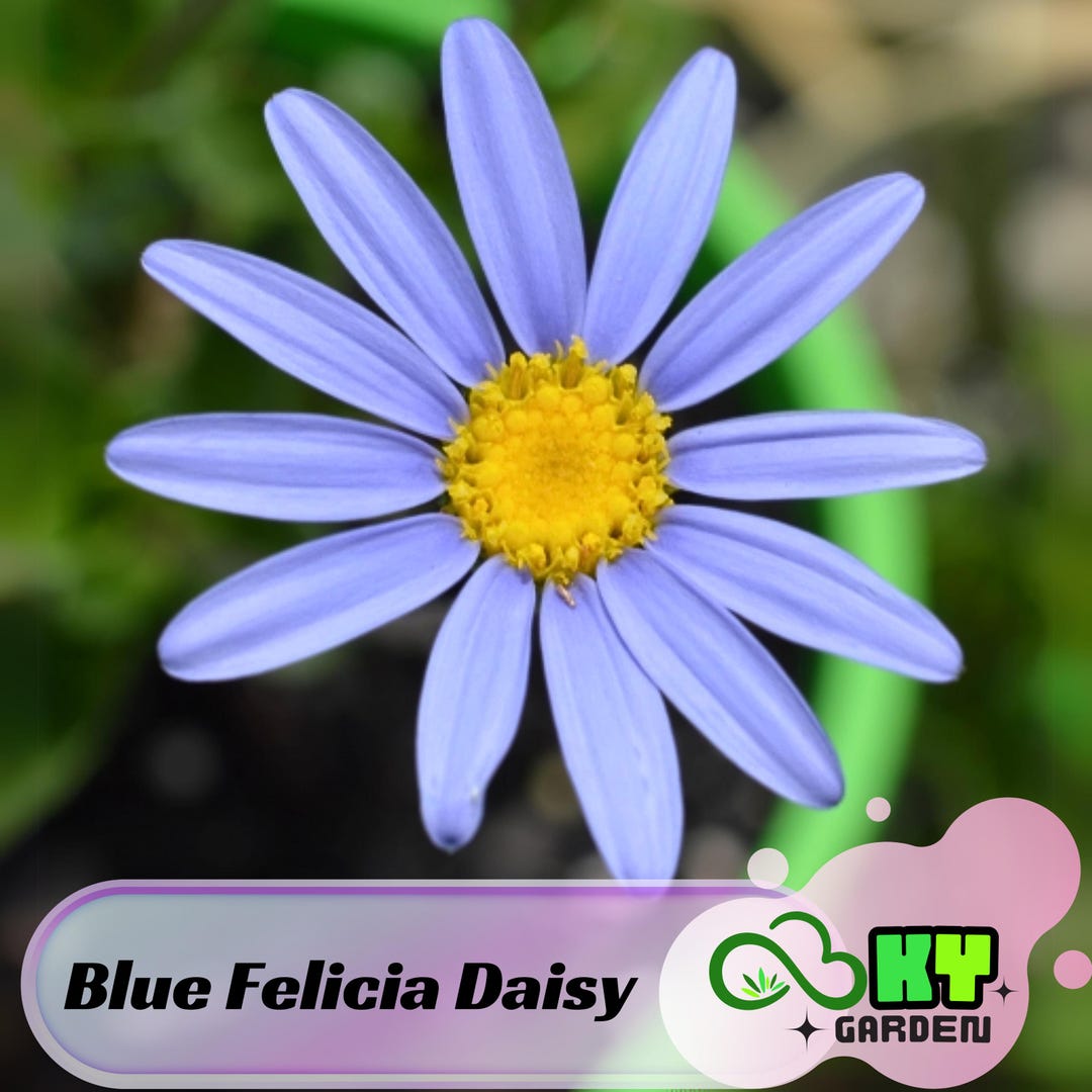 Blue Felicia Daisy Seeds - Showy Blooms, Attracts Pollinators, Drought ...