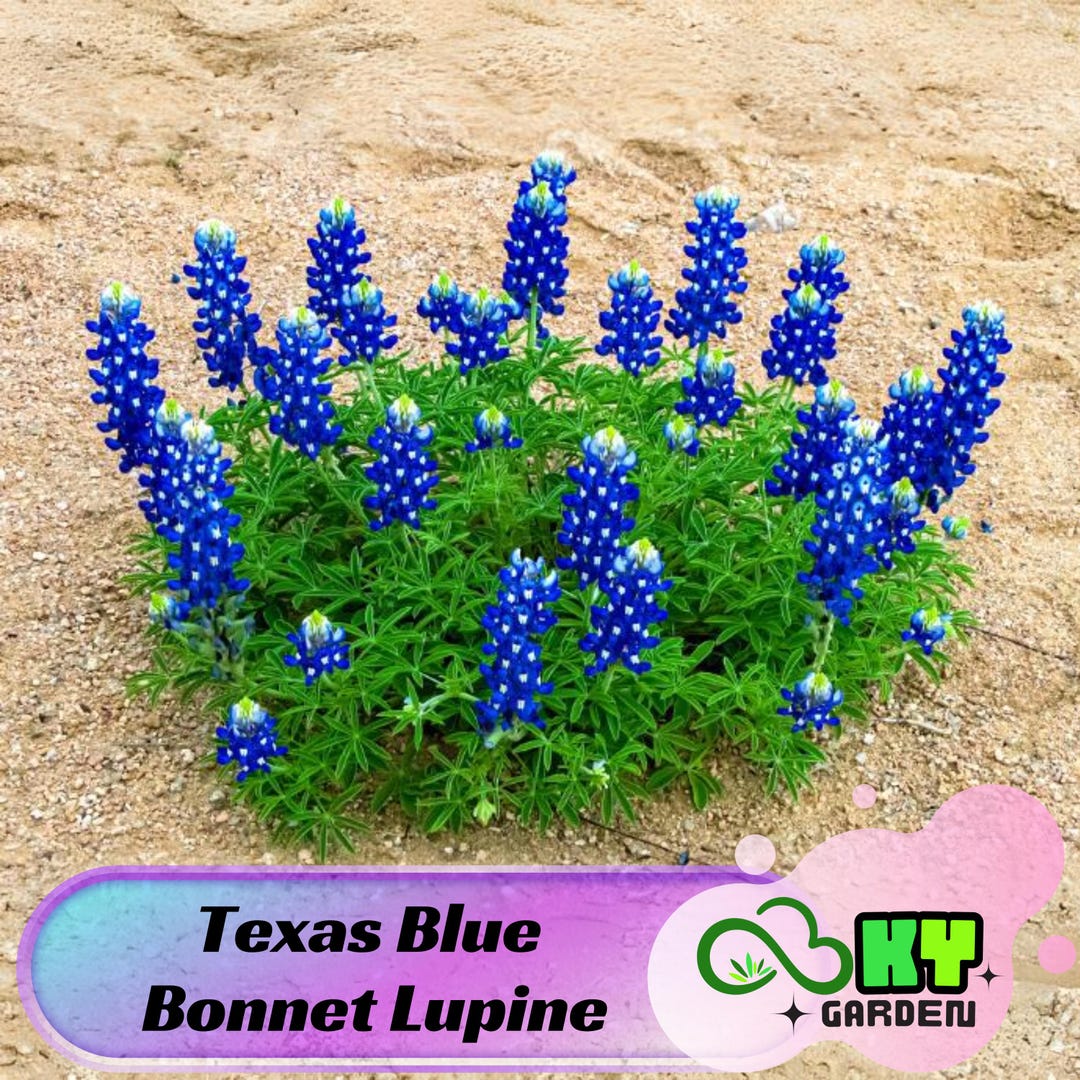 Texas Blue Bonnet Lupine Seeds - Fast Growing, Drought Tolerant ...