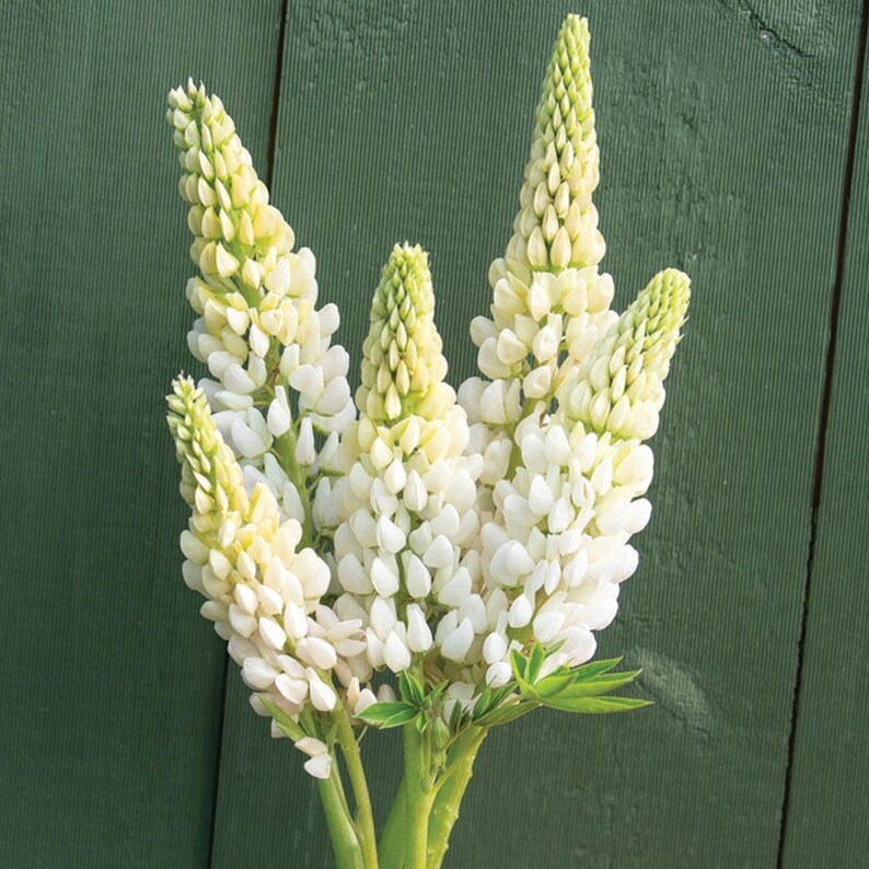 Noble Maiden Lupine Seeds - Fast Growing, Drought Tolerant, Nitrogen ...