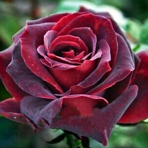 15s|true Blood Rose Seeds , Cold Resistant, Open-pollinating, Deciduous ...