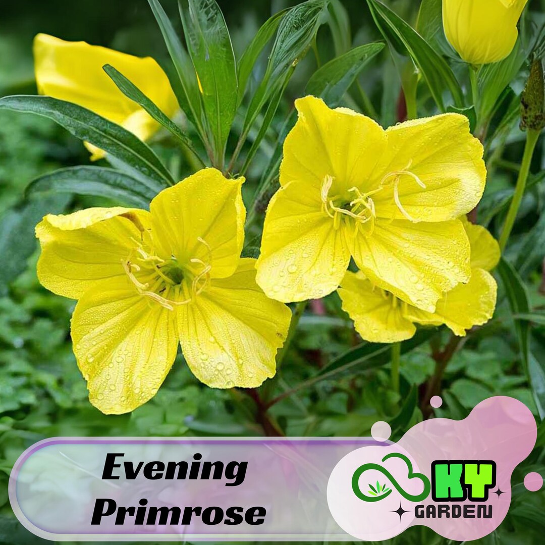 Evening Primrose Seeds - Biennial - Edible, , Cold Resistant, Fragrant ...