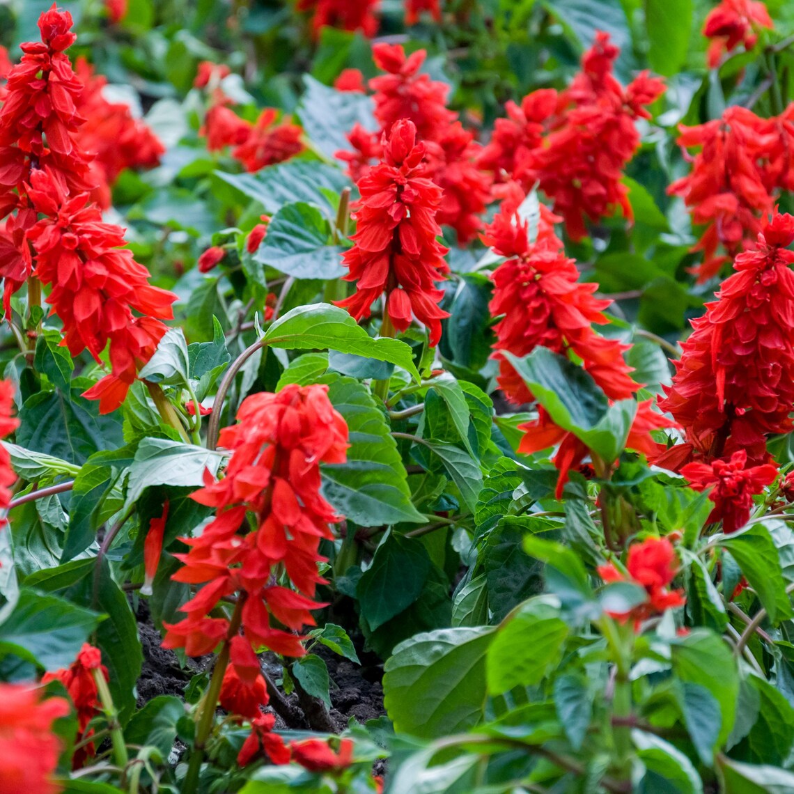 Scarlet Sage (salvia Coccinea) Seeds - Annual - Edible, Fragrant ...