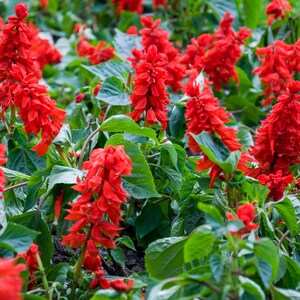 Scarlet Sage (salvia Coccinea) Seeds - Annual - Edible, Fragrant ...