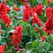 Scarlet Sage (salvia Coccinea) Seeds - Annual - Edible, Fragrant ...