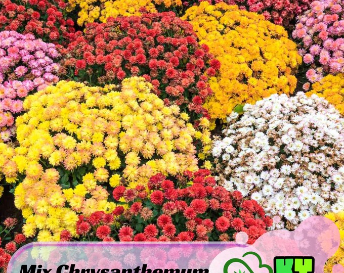 Spring Valley Baxi， Orange Needle Japanese Spider Chrysanthemum 1.5 ...