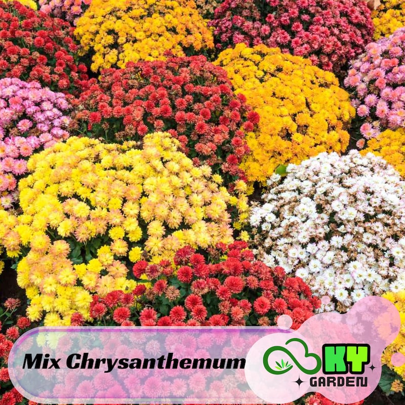 Fall Flower Bulb Mix - Etsy