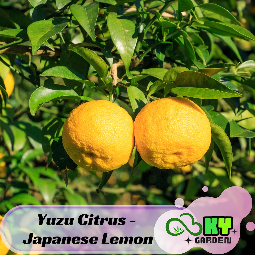 Yuzu Citrus Seeds – Fragrant Lemon Tree Seeds – Japanese Yuzu Fruit ...
