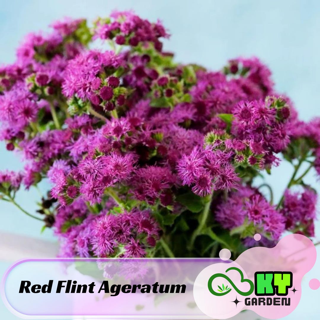 Red Flint Ageratum Seeds - Dwarf - Fast Growing - Potted - Open ...