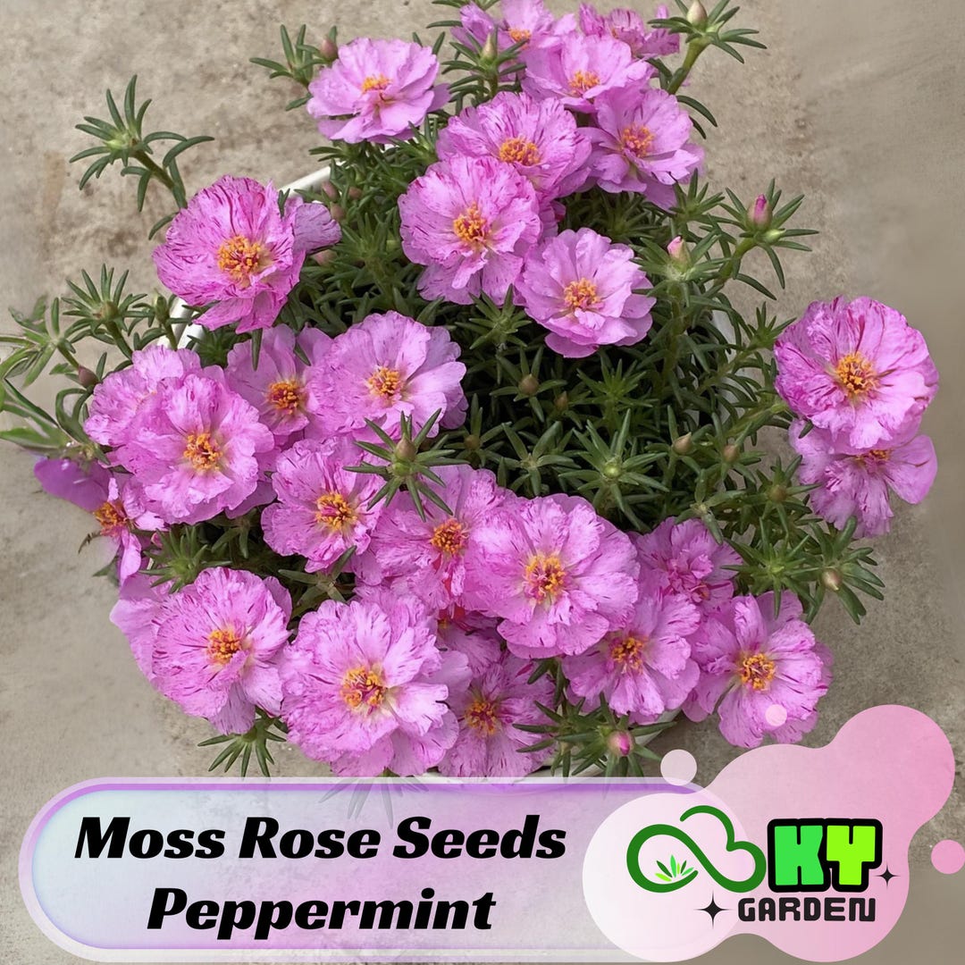 Moss Rose Seeds Peppermint Seeds - Low Maintenance,ground Cover ...