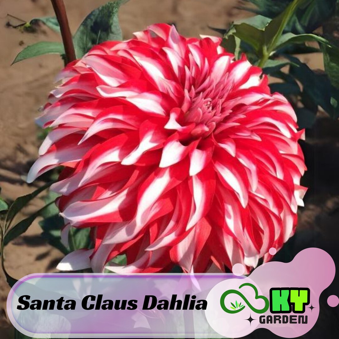 Santa Claus Dahlia Seeds - Attracts Pollinators, Long Blooming Season ...
