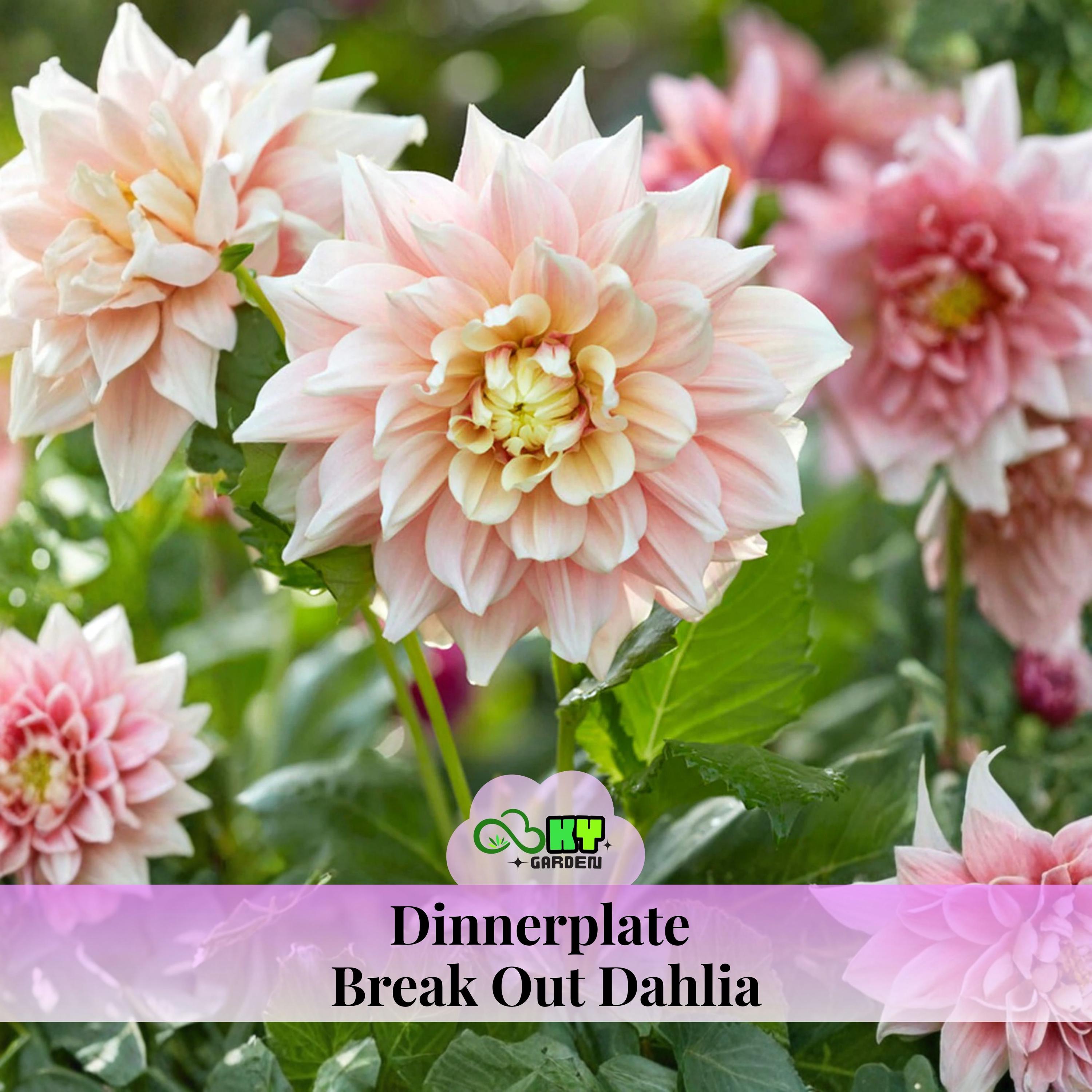 Dinnerplate Break Out Dahlia Seeds - Attracts Pollinators, Long ...