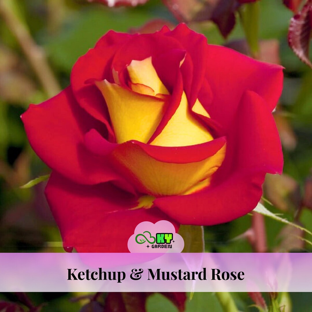 15s|ketchup & Mustard Rose Seeds , Open-pollinating, Deciduous ...