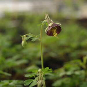 Chocolate Soldier' Columbine Seeds - Deciduous - Cold Resistant ...