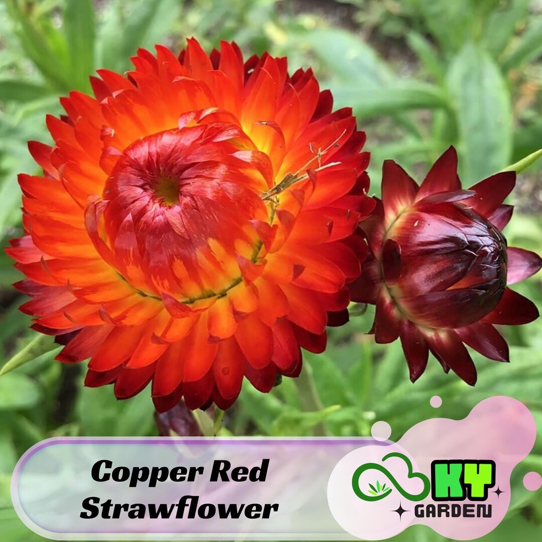 Copper Red Strawflower Seeds - Drought Tolerant, Long-lasting Flowers ...