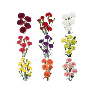 Mixed Novelties Mini Carnation Seeds - Showy Blooms, Compact Growth ...