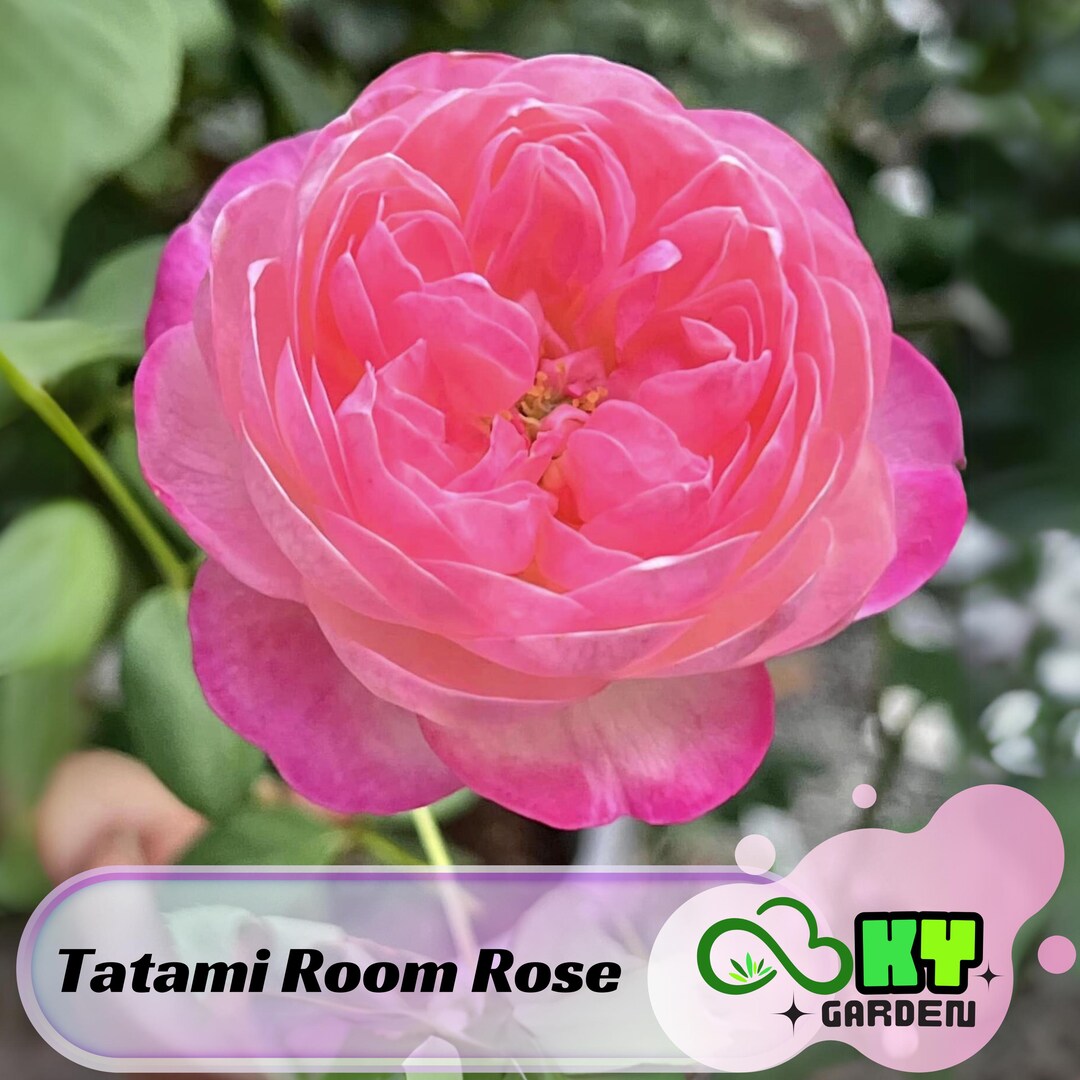 15s|tatami Room Rose Seeds - Perennial, Open-pollinating, Deciduous ...