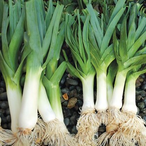Leek American Flag Seeds - Annual - Edible, Cold Resistant, Mild Flavor ...