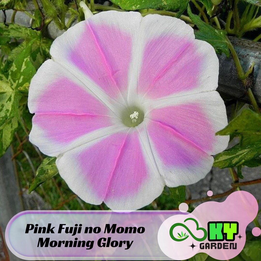 Pink Fuji No Momo Morning Glory Seeds - Fast Growing, Climbing Vine ...