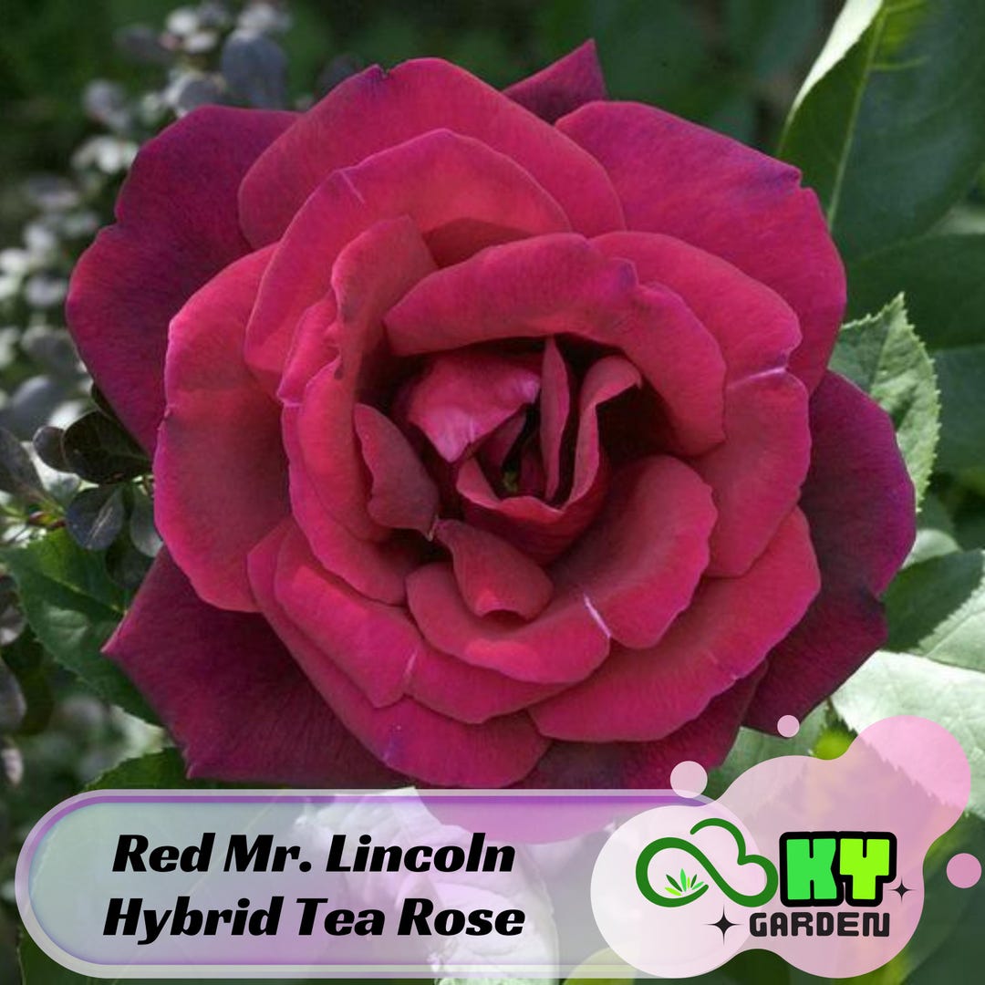 Red Mr. Lincoln Hybrid Tea Rose Seeds , Cold Resistant, Deciduous ...