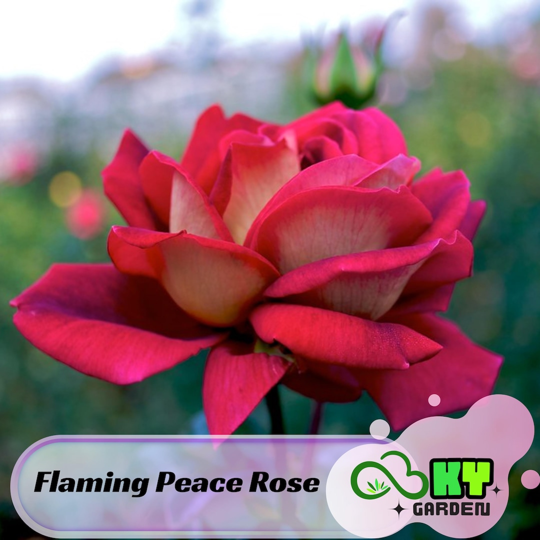 Flaming Peace Rose Seeds - Perennial, Open-pollinating, Deciduous ...