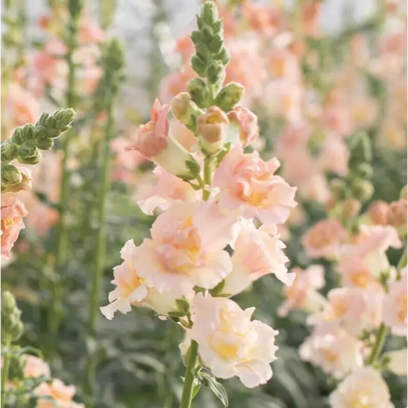Snapstar Champagne Snapdragon Seeds - Potted -cold Resistant -attracts ...