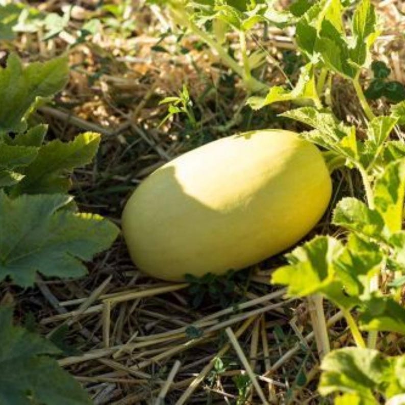 Spaghetti Winter Squash Seeds - Annual - Edible, High Yield, Open ...