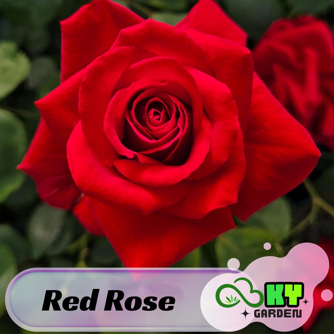 15s|red Rose Seeds , Cold Resistant, Open-pollinating, Deciduous ...