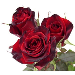 15s|true Blood Rose Seeds , Cold Resistant, Open-pollinating, Deciduous ...