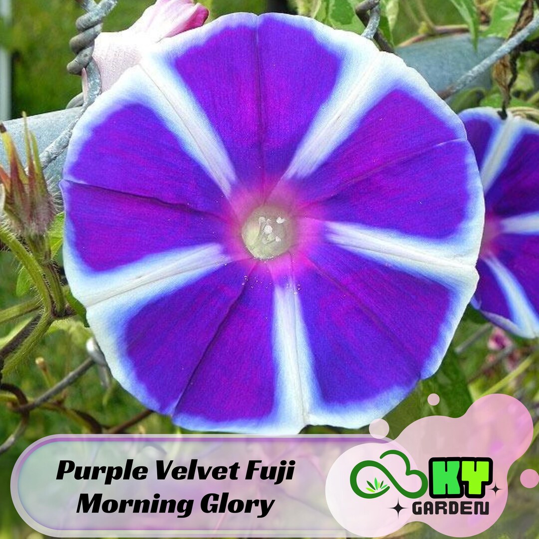 Purple Velvet Fuji Morning Glory Seeds - Fast Growing, Climbing Vine ...