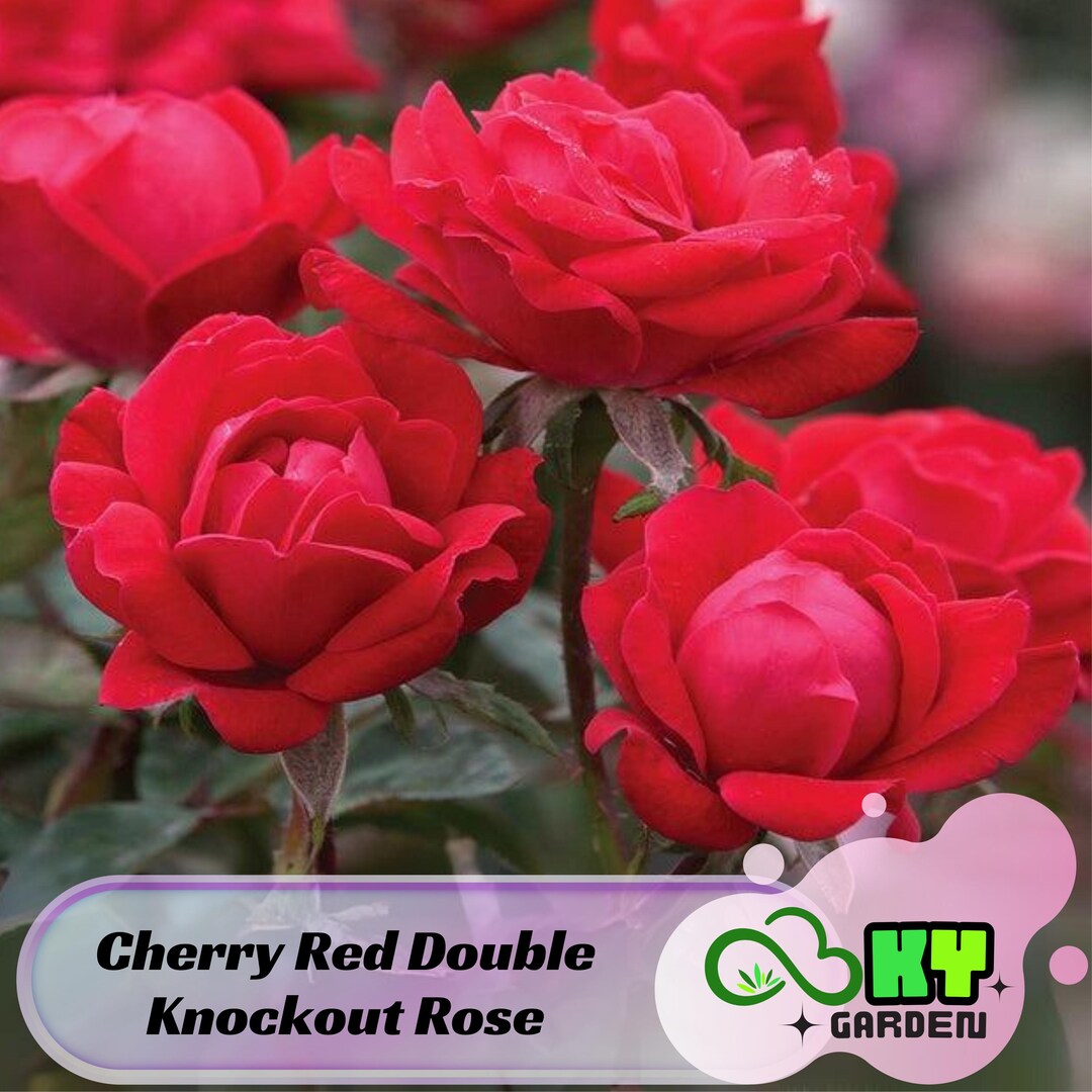 15s|cherry Red Double Knockout Rose Seeds , Open-pollinating, Deciduous ...