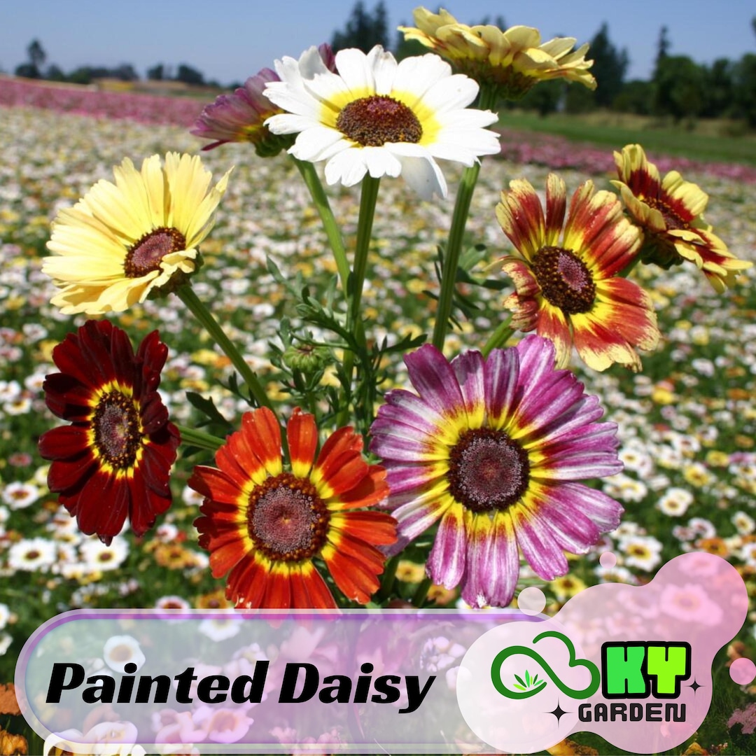 Painted Daisy Seeds - Showy Blooms, Attracts Pollinators, Drought ...