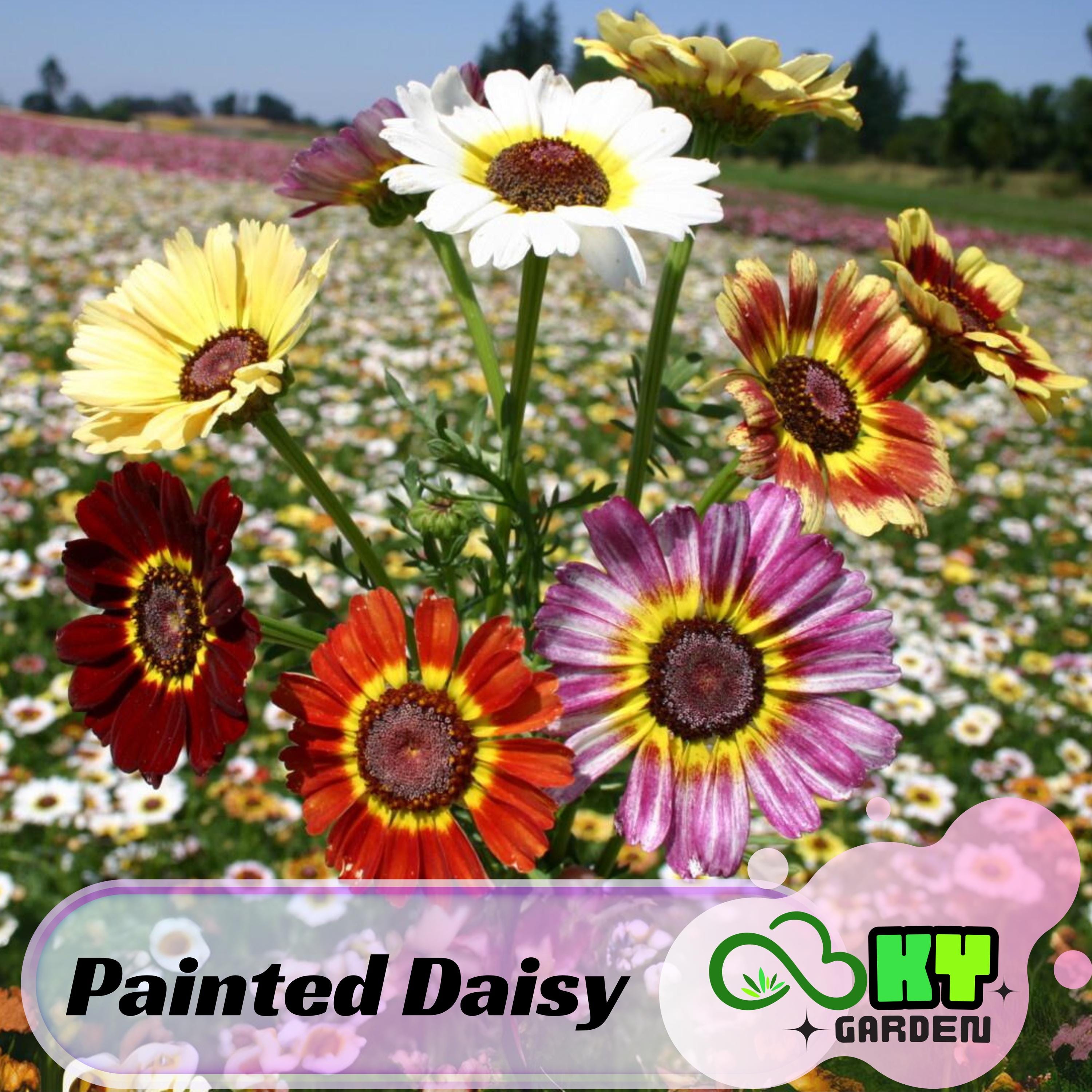 Painted Daisy Seeds - Showy Blooms, Attracts Pollinators, Drought ...